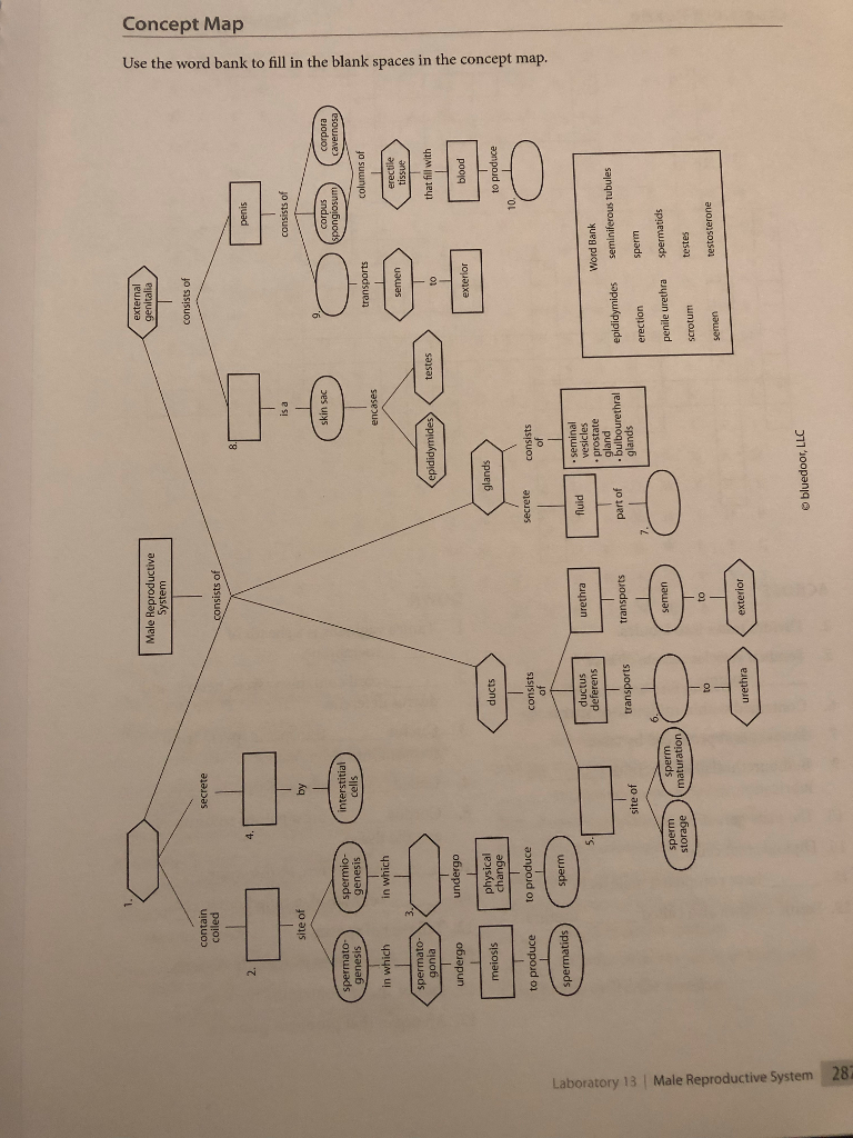 Concept Map Use the word bank to fill in the blank | Chegg.com