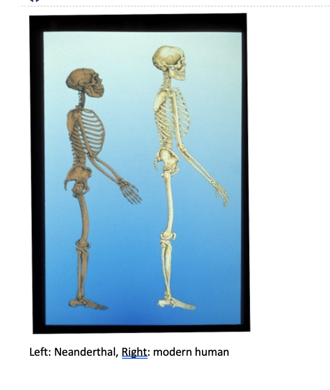 Differences Between Neanderthals And Humans