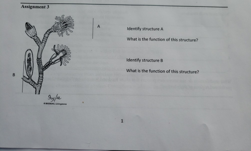 Solved Assignment 3 Identify structure A What is the | Chegg.com