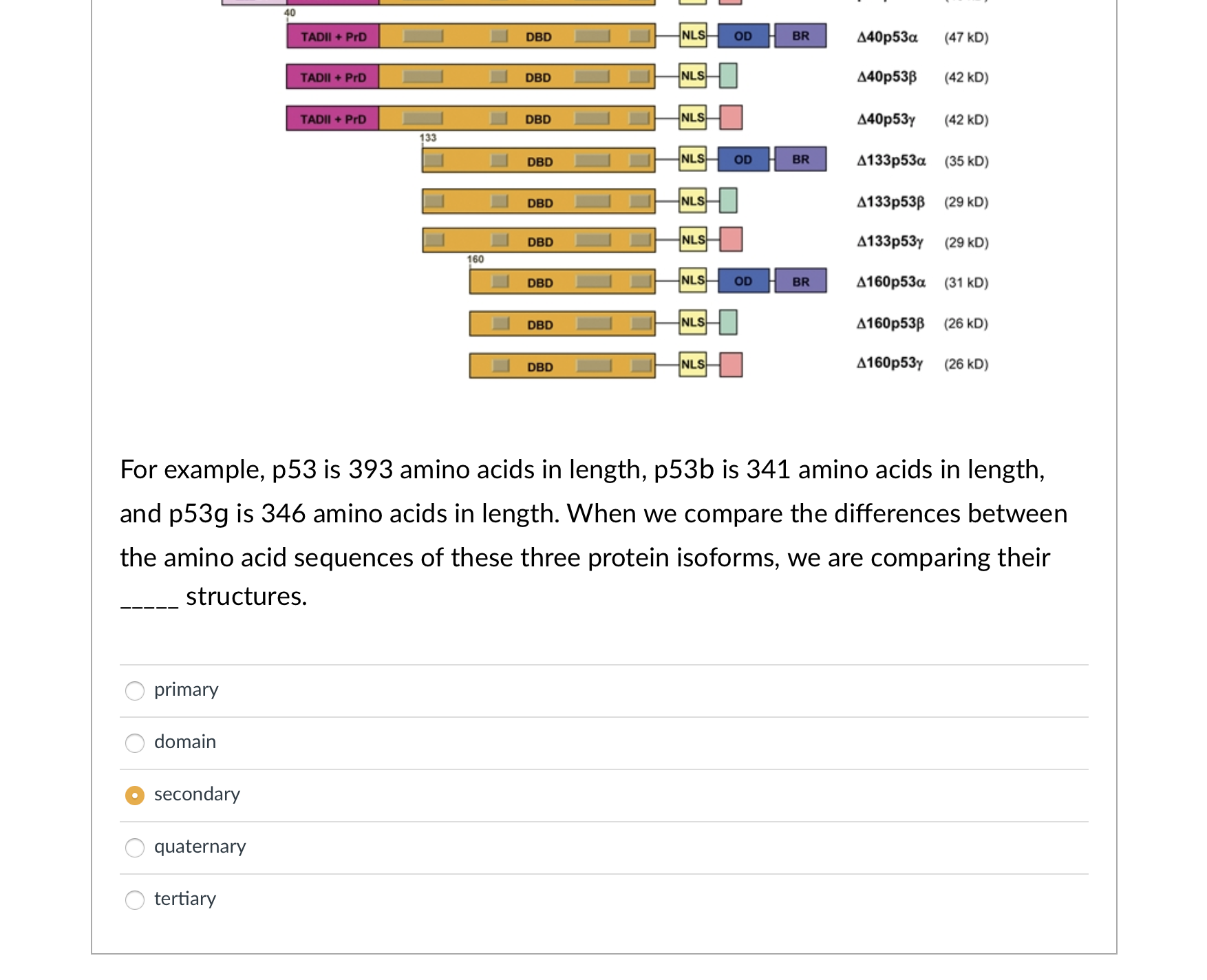 Solved Four p53 proteins interact to form the larger, | Chegg.com