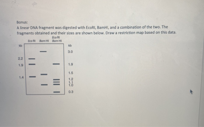 Solved Bonus: A linear DNA fragment was digested with EcoRI, | Chegg.com