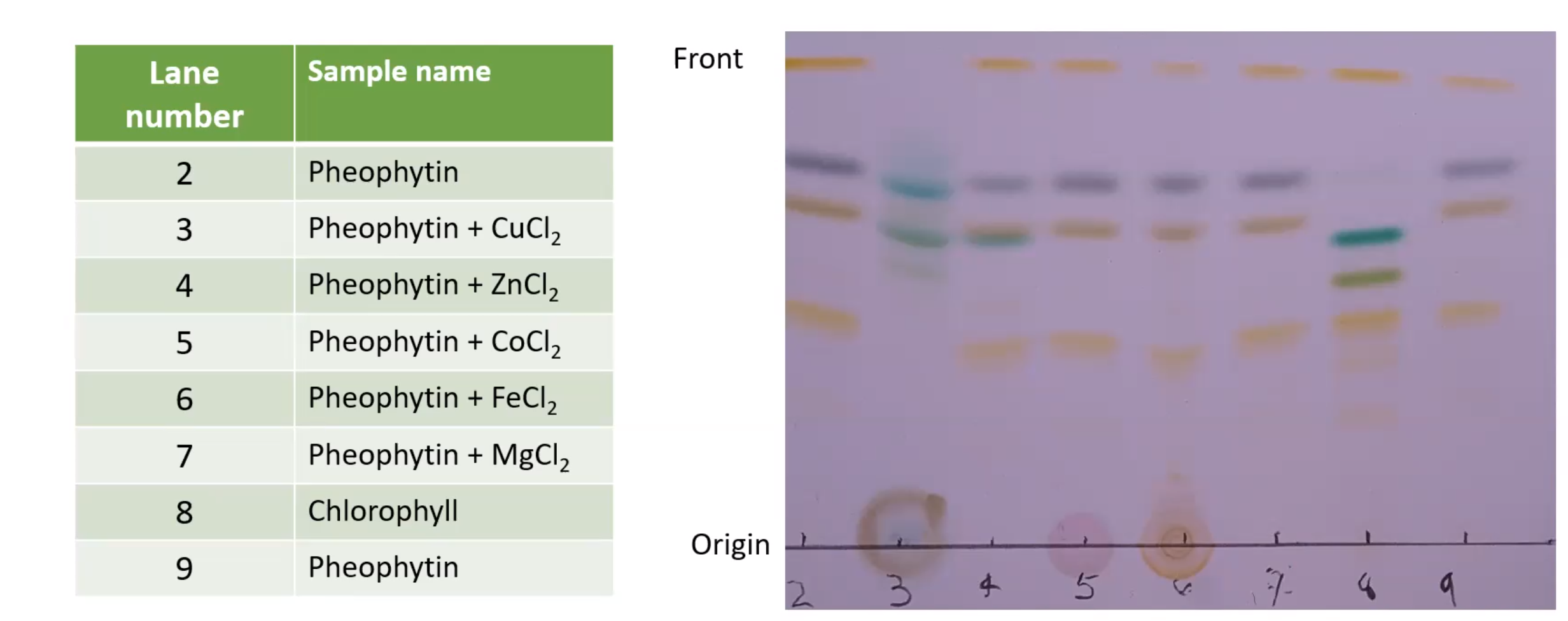 Solved In order from solvent front to origin, what pigments | Chegg.com