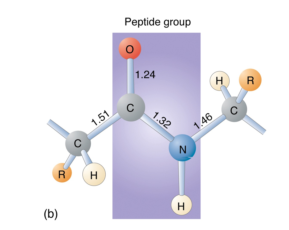 Solved All peptides have the structure shown in photo A. | Chegg.com