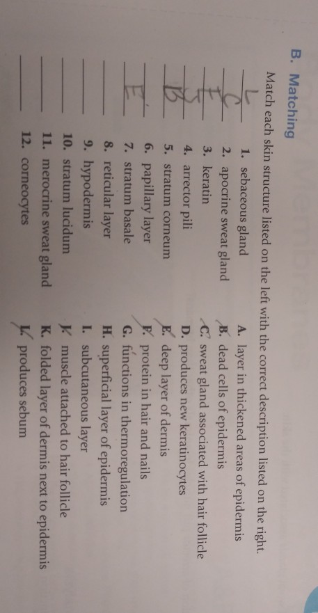 Solved B. Matching Match each skin structure listed on the | Chegg.com