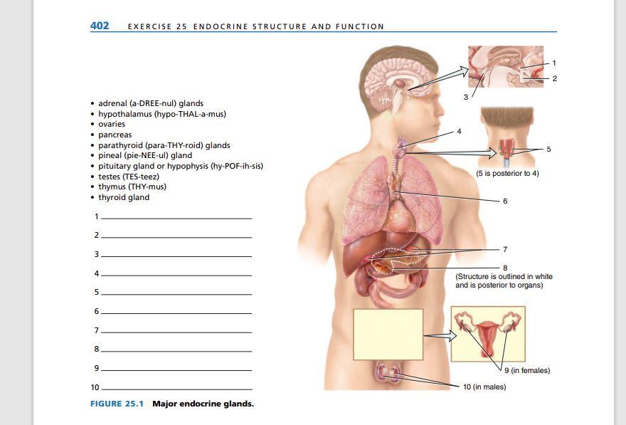 Solved 402 EXERCISE 25 ENDOCRINE STRUCTURE AND FUNCTION 2 3 | Chegg.com
