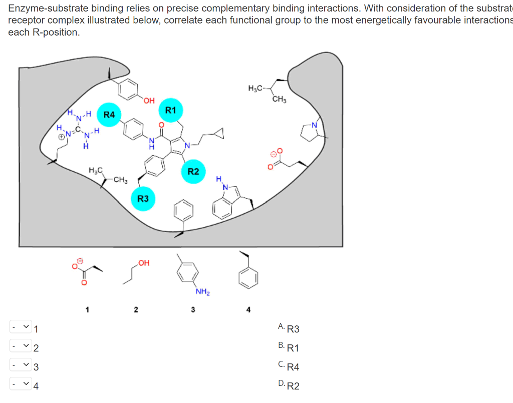 Solved Enzyme-substrate binding relies on precise | Chegg.com