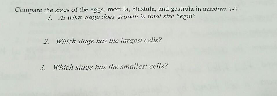 Solved Compare the sizes of the eggs, morula, blastula, and | Chegg.com