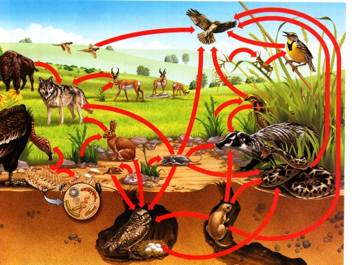 Solved What is the fourth consumer here? (on the food web | Chegg.com