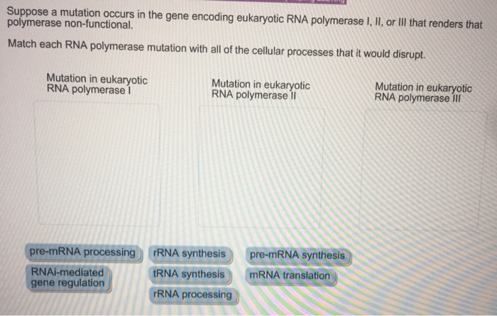 Solved Suppose a mutation occurs in the gene encoding | Chegg.com