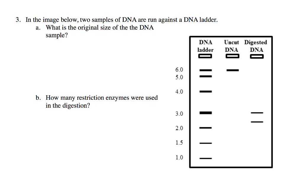 Solved 3. In the image below, two samples of DNA are run | Chegg.com