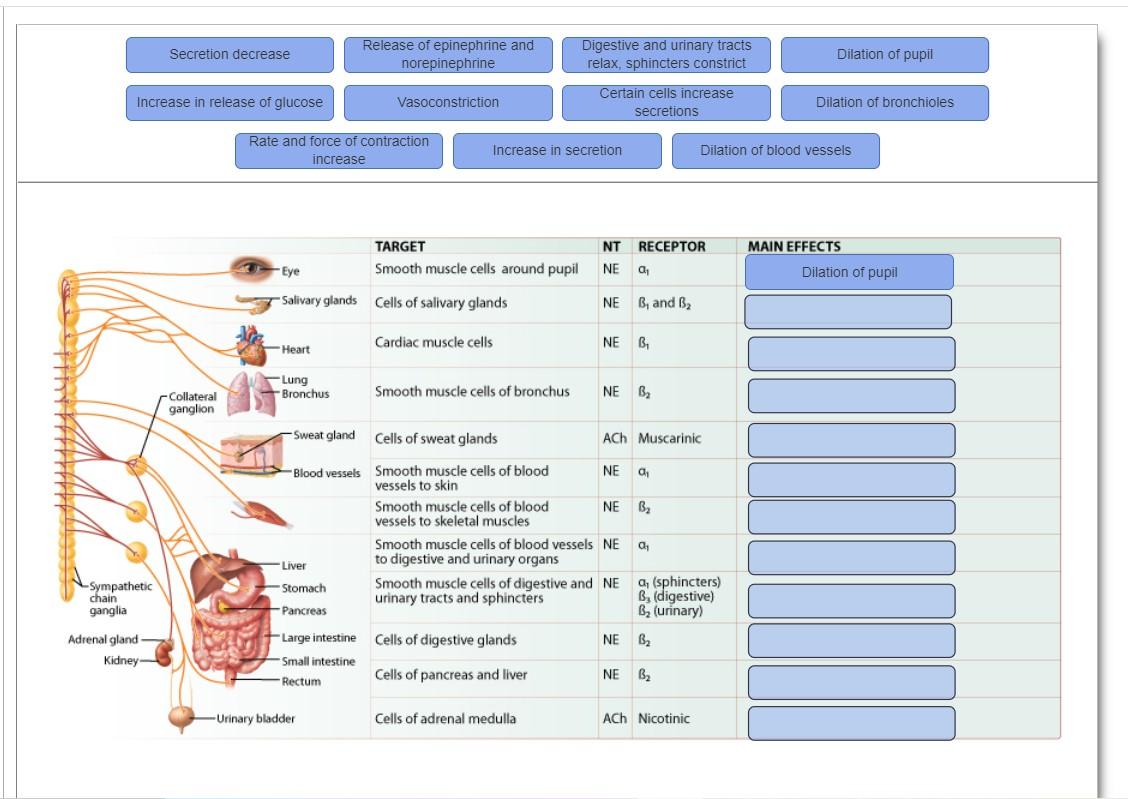 Solved Secretion decrease Release of epinephrine and | Chegg.com