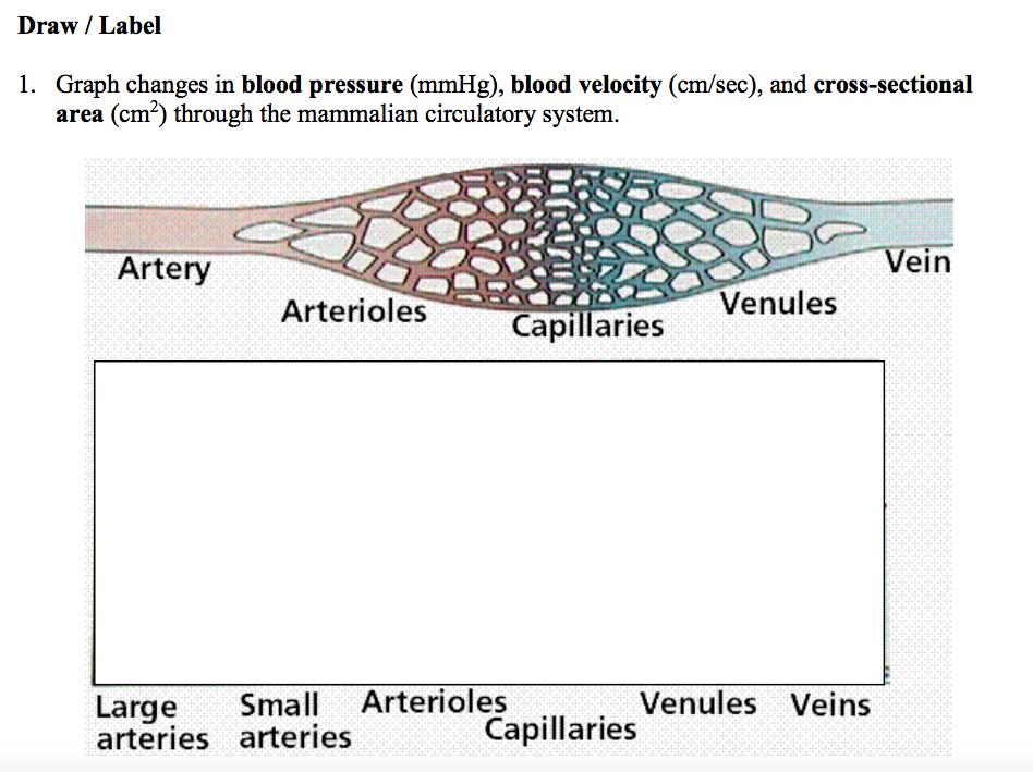 Solved Draw Label 1. Graph changes in blood pressure (mmHg), | Chegg.com