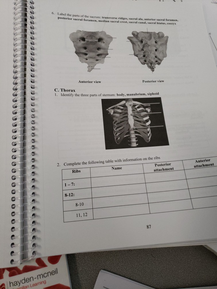 Solved 6. Label the parts of the sacrum: transverse ridges, | Chegg.com
