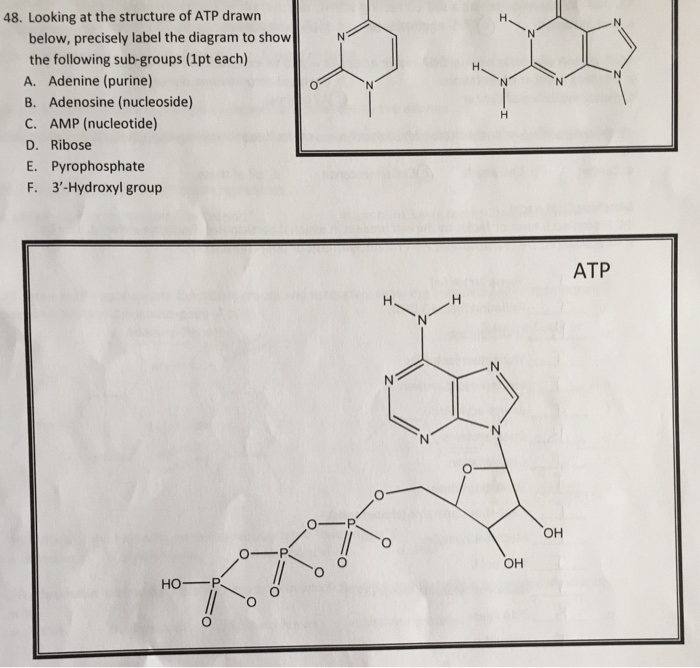 Solved 48. Looking at the structure of ATP drawn below, | Chegg.com