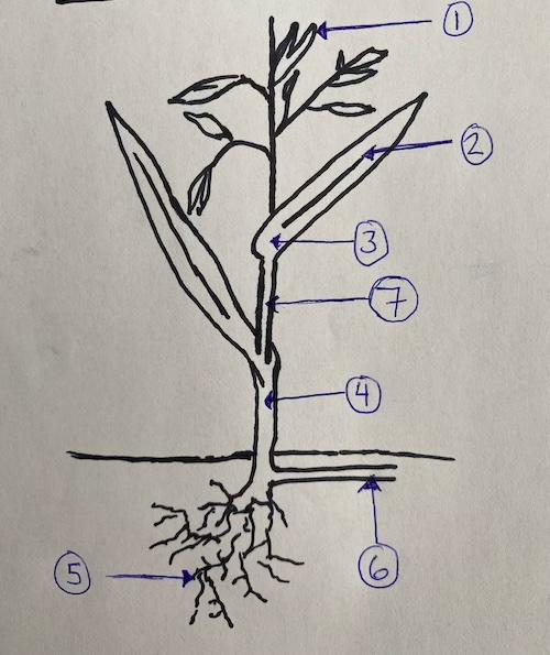 Solved Using the diagram below of the oat plant | Chegg.com