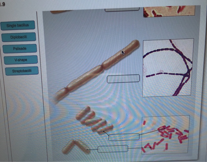 Solved Match the correct descriptions with the bacilli | Chegg.com