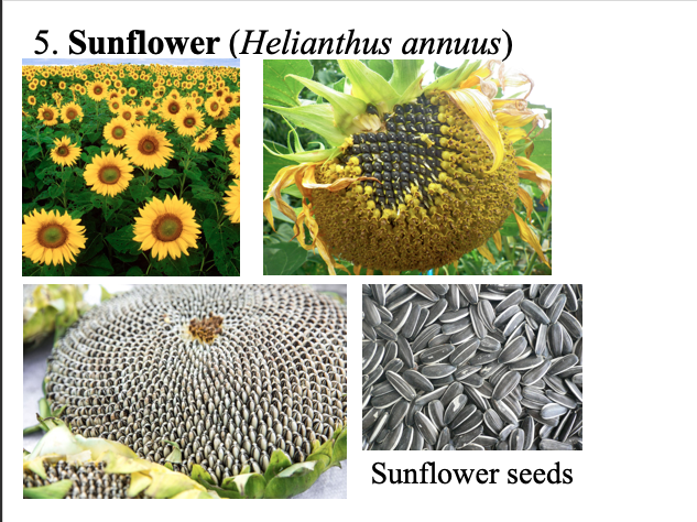 Solved 5) Species of plant: Type of dispersal: How might it | Chegg.com
