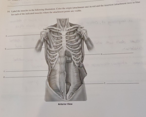 Solved ore 14. Label the muscles in the following | Chegg.com