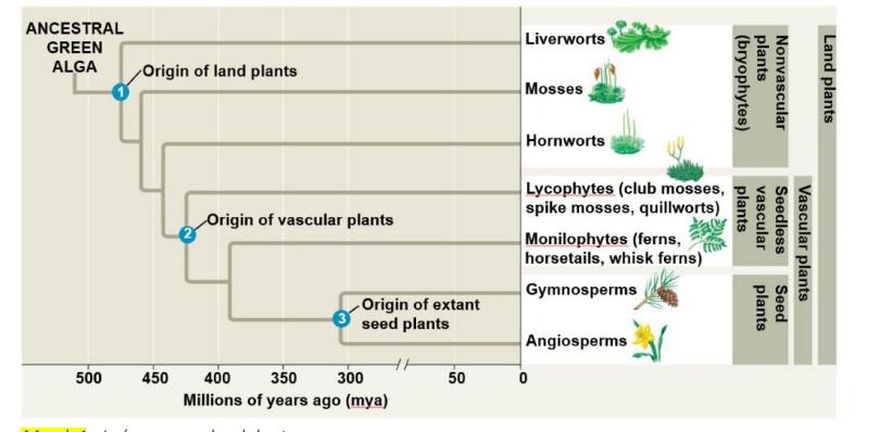 Solved The evolutionary history of fungi is in many ways | Chegg.com