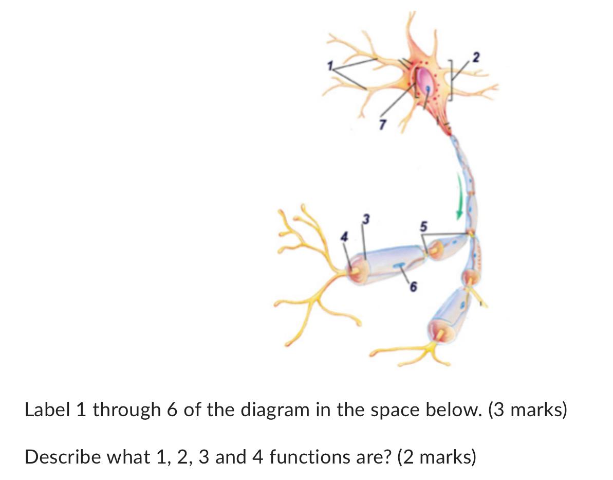 Solved Label 1 through 6 of the diagram in the space below. | Chegg.com