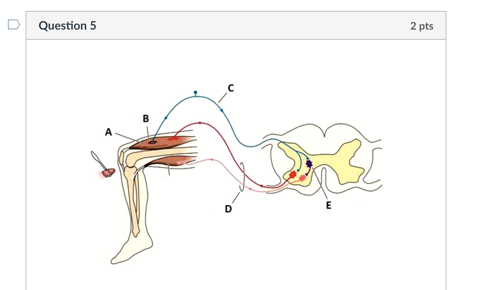 Question 5 2 ptsShown above is the circuitry | Chegg.com