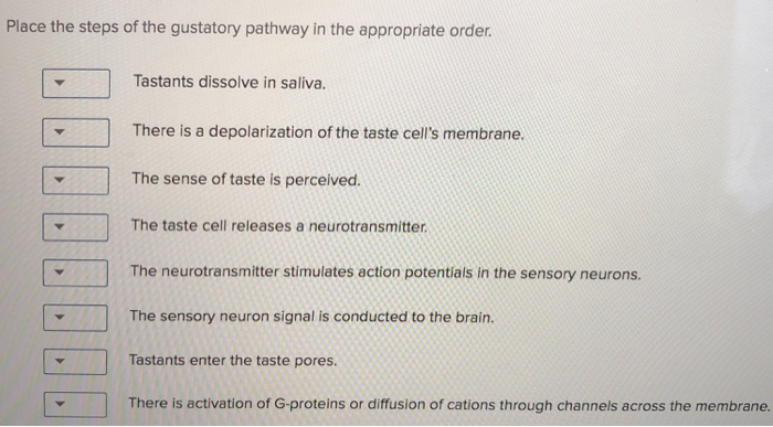 Solved Place the steps of the gustatory pathway in the | Chegg.com