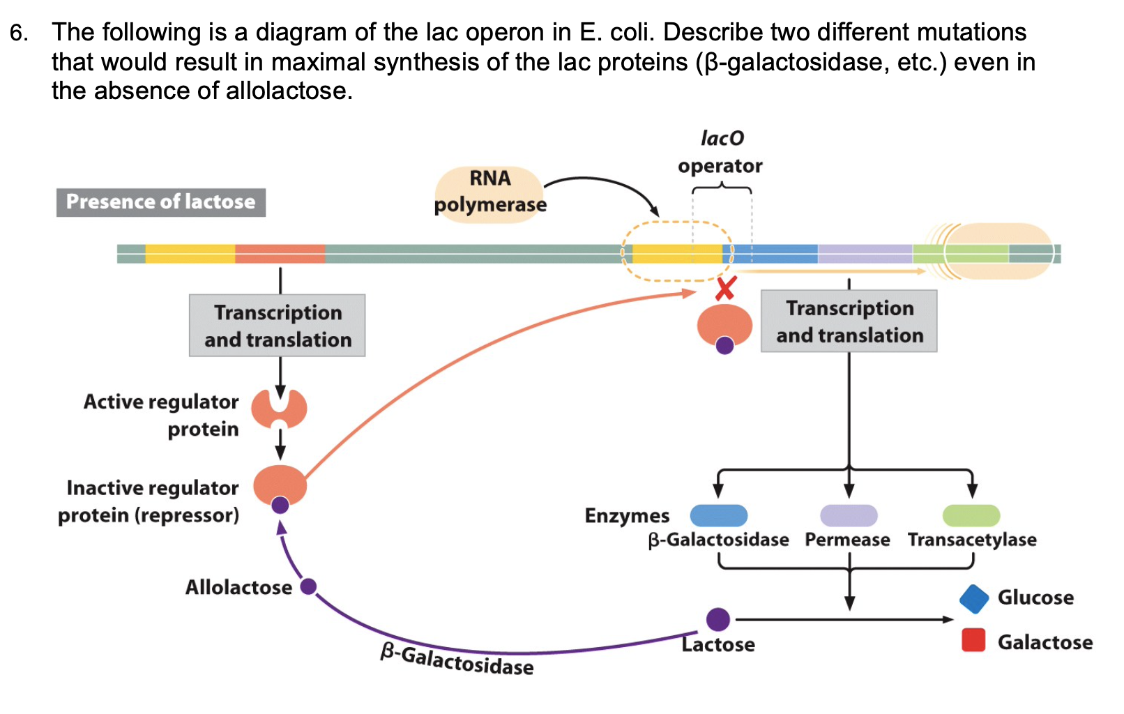 Lac Operon Diagram