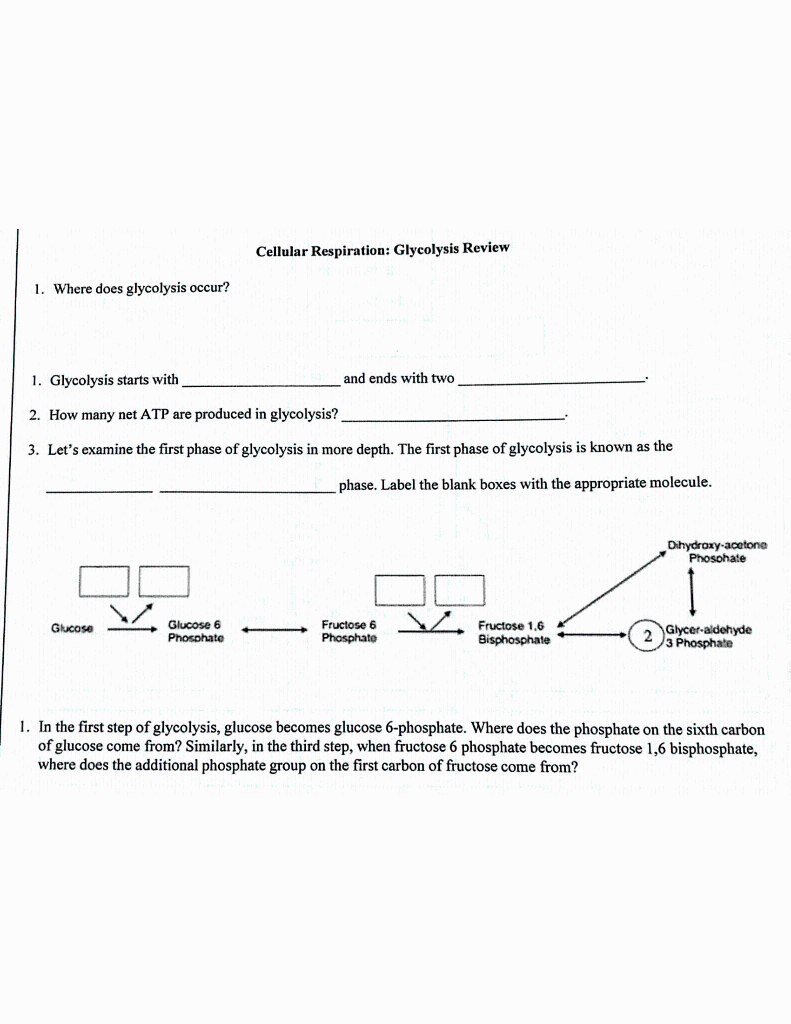 Solved Cellular Respiration: Glycolysis Review 1. Where does | Chegg.com