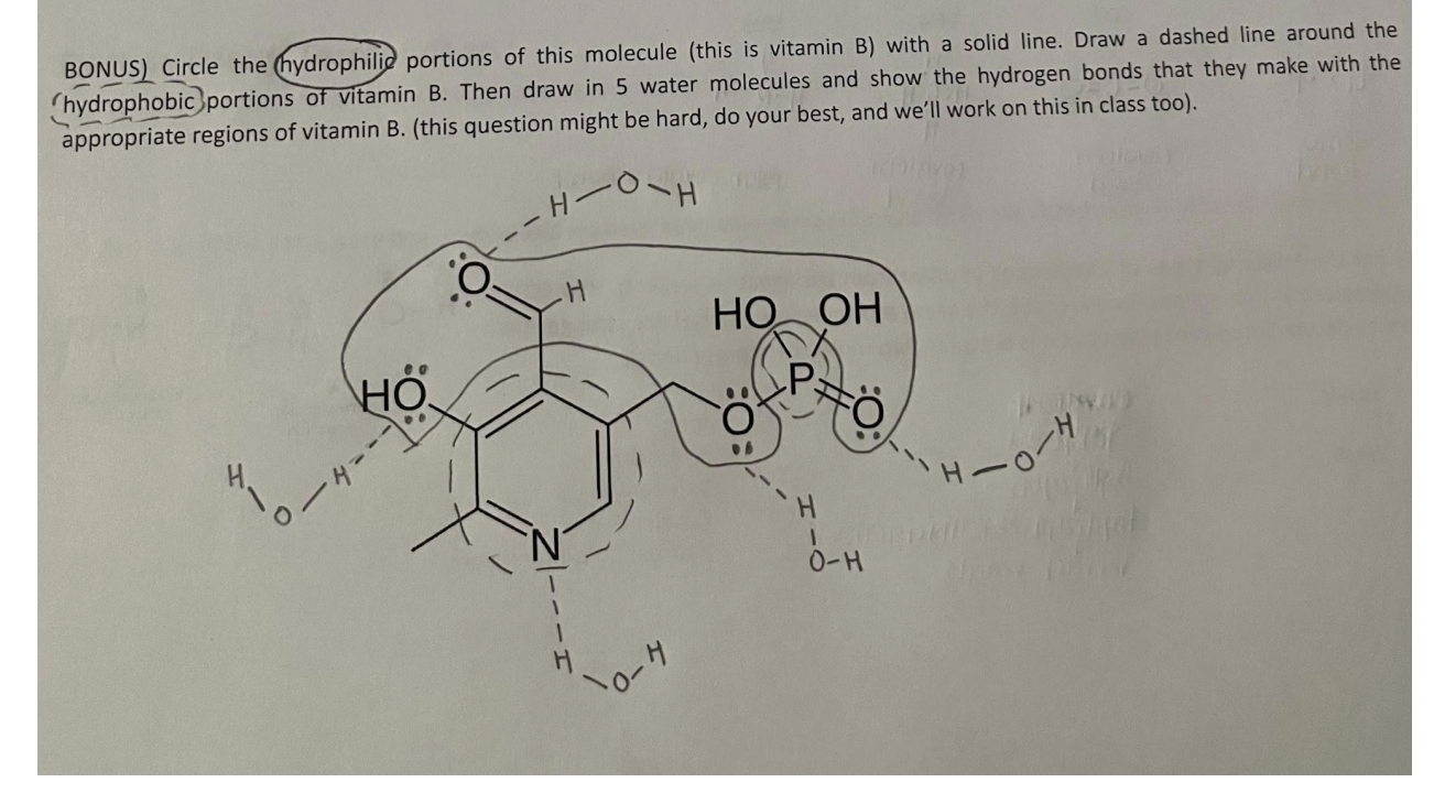 Solved BONUS) Circle the (hydrophilie portions of this | Chegg.com