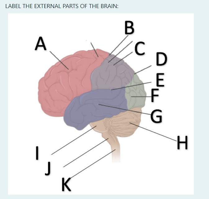 Solved LABEL THE EXTERNAL PARTS OF THE BRAIN: | Chegg.com