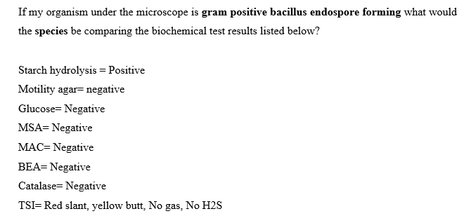 Solved If my organism under the microscope is gram positive | Chegg.com