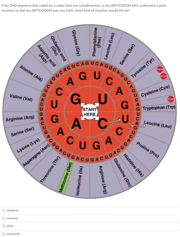 Solved If the DNA sequence that coded for a codon that was | Chegg.com