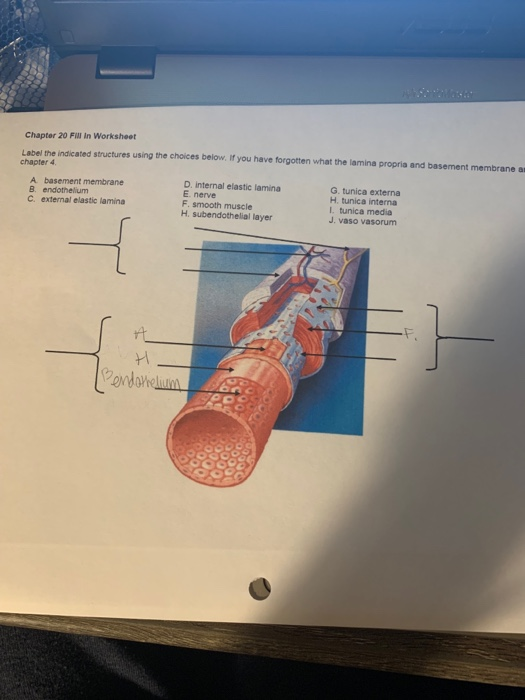 Solved Chapter 20 Fill In Worksheet Label the indicated | Chegg.com