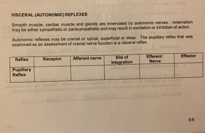 Solved VISCERAL (AUTONOMIC) REFLEXES Smooth muscle, cardiac | Chegg.com