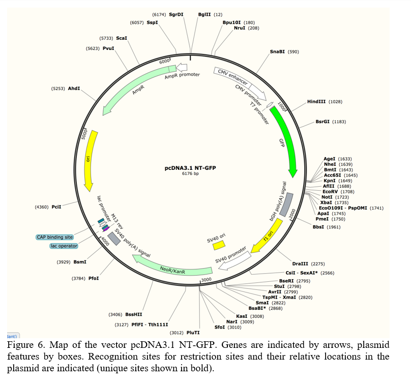 Solved The researchers want to confirm that the mutated | Chegg.com