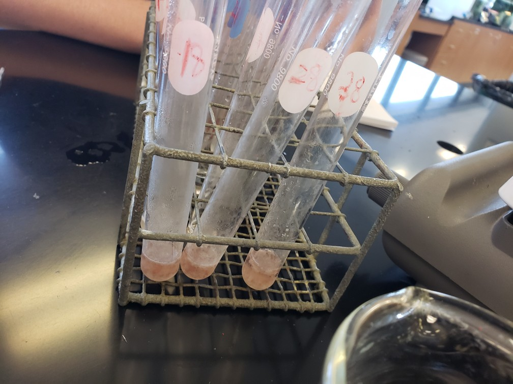 Solved abstrate Table 12.1 dH2O Test Tube Potato Temperature | Chegg.com