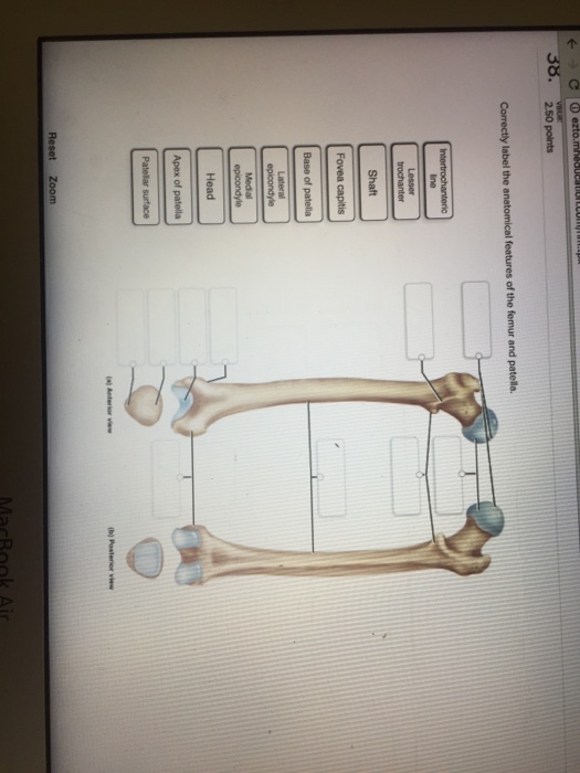 Solved Correctly label the anatomical features of the femur | Chegg.com