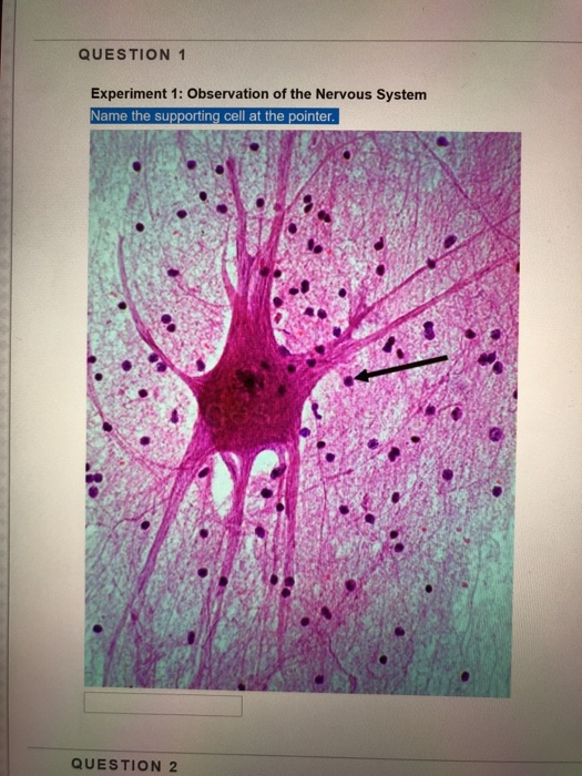 Solved QUESTION 1 Experiment 1: Observation of the Nervous | Chegg.com