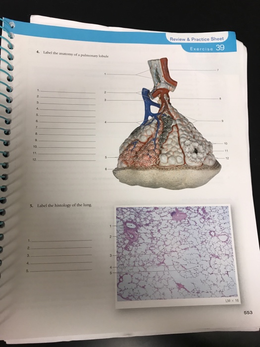 Solved Review & Practice Sheet Exercise 39 4. Label the | Chegg.com