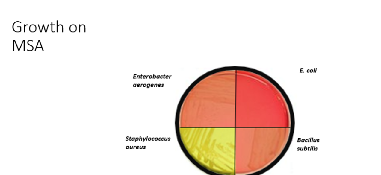 Solved Growth on EMB E. coli Enterobacter aerogenes | Chegg.com