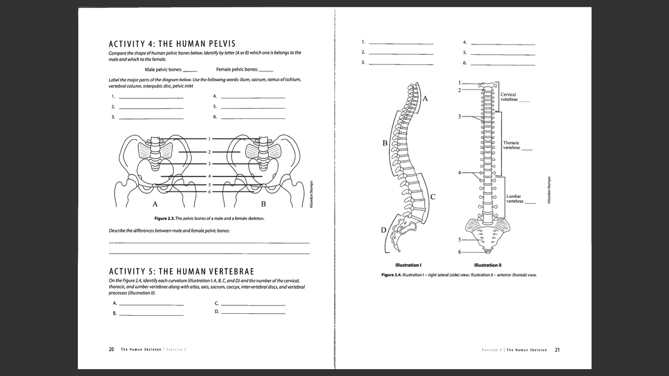 Solved ACTIVITY 4: THE HUMAN PELVIS Compare the shape of | Chegg.com