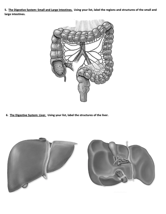 Solved 5. The Digestive System: Small and Large Intestines. | Chegg.com