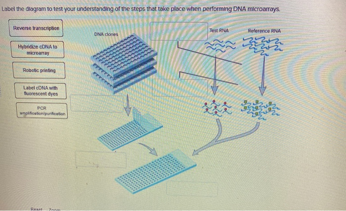 Solved Label the diagram to test your understanding of the | Chegg.com