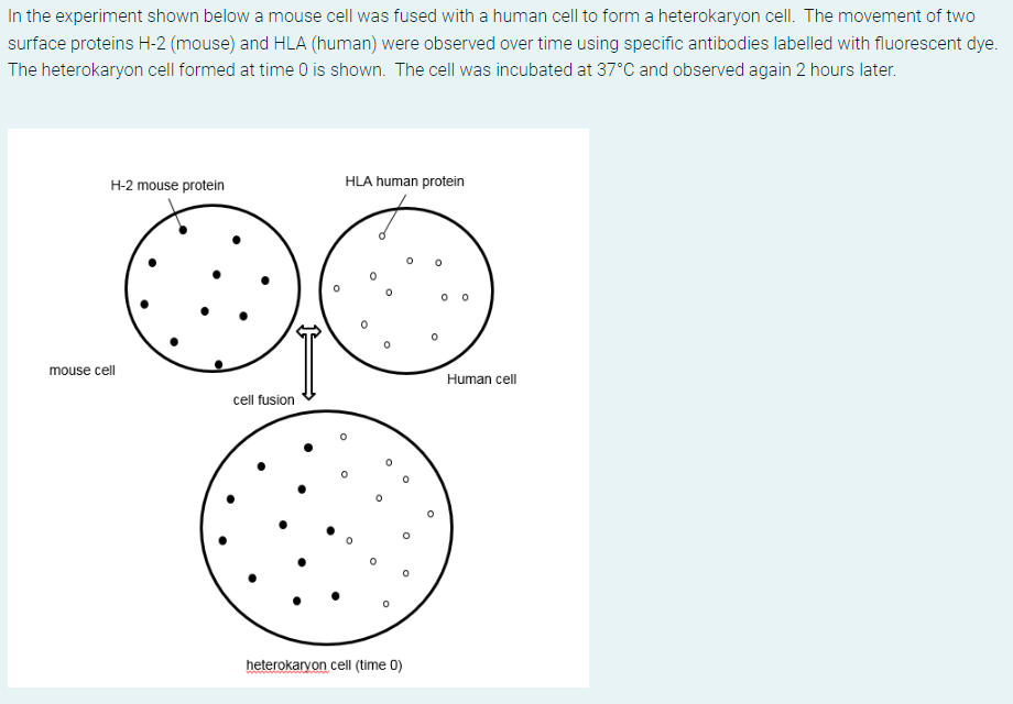 Solved In the experiment shown below a mouse cell was fused | Chegg.com