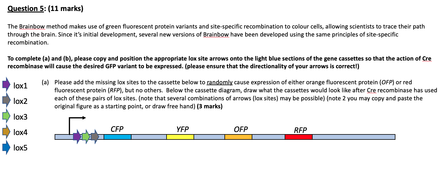 Solved The Brainbow method makes use of green fluorescent | Chegg.com