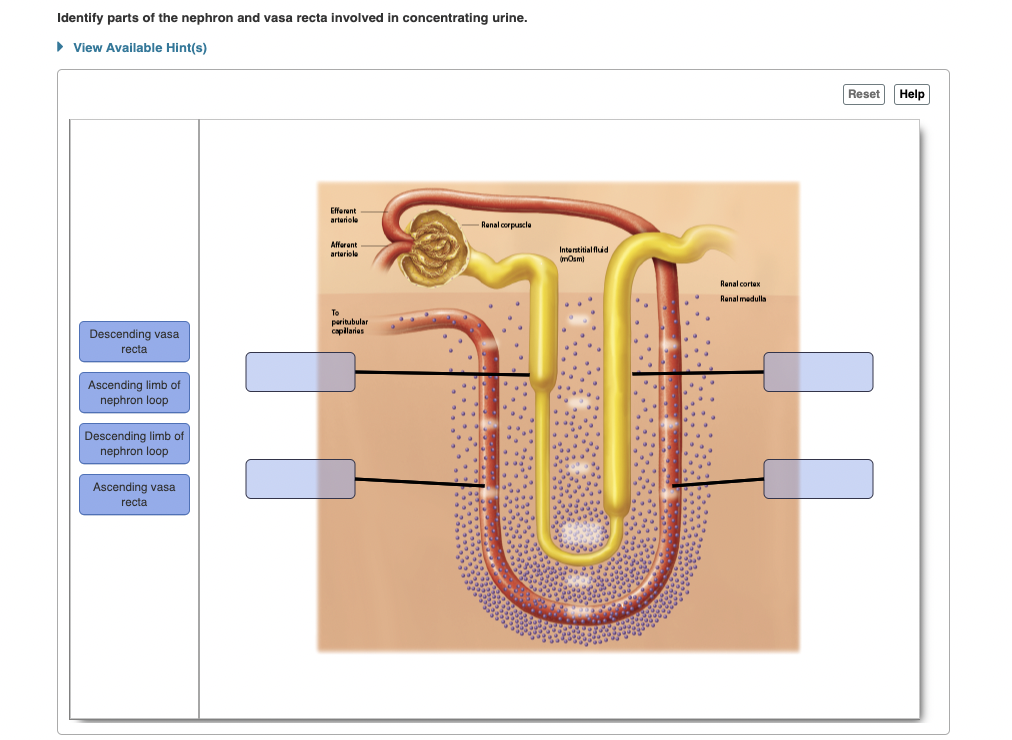 Nephron Model Vasa Recta