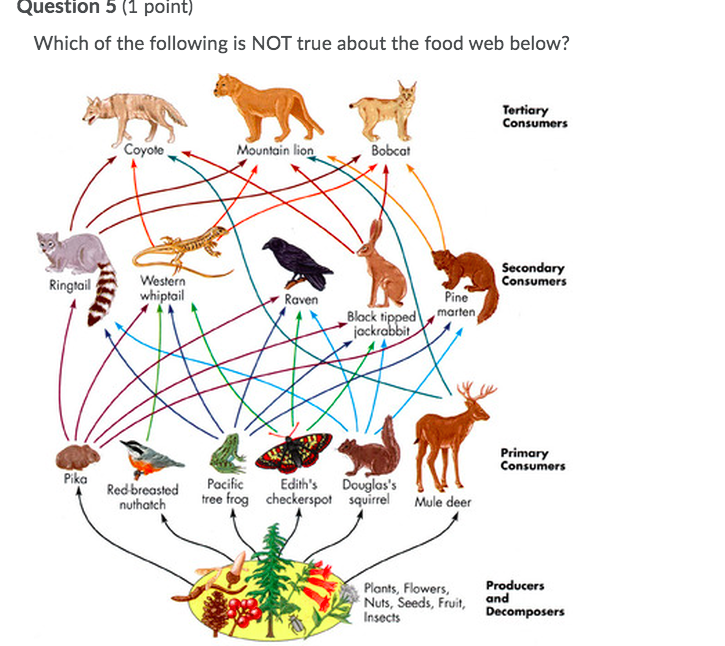 Boreal Forest Animal Food Web