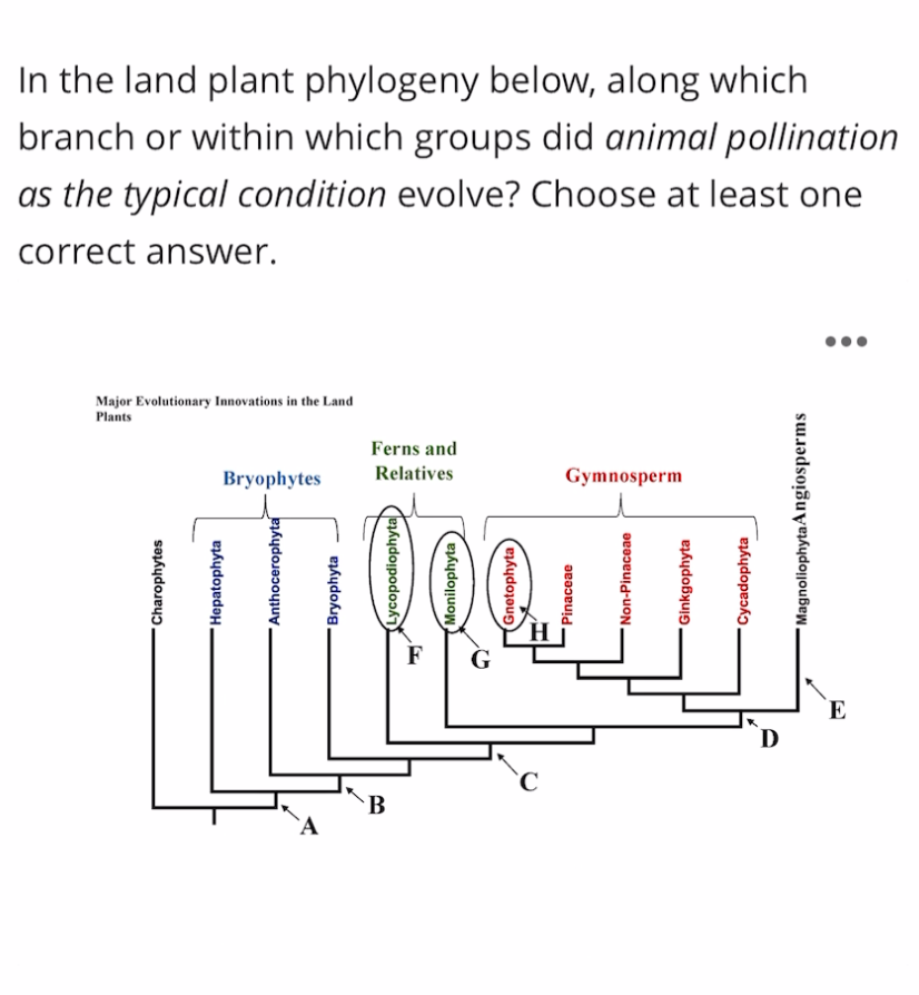 Solved In the land plant phylogeny below, along which branch | Chegg.com