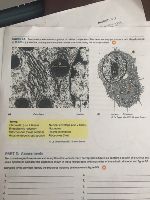 Solved: Identify The Numbered Cellular Structure (from Fig... | Chegg.com