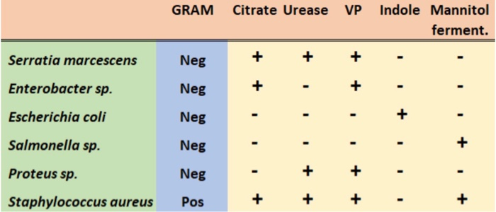 Solved GRAM Citrate Urease VP Indole Mannitol ferment. | Chegg.com